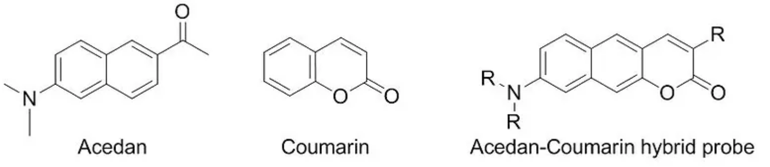 Two-Photon Probe – Ahn Lab, POSTECH