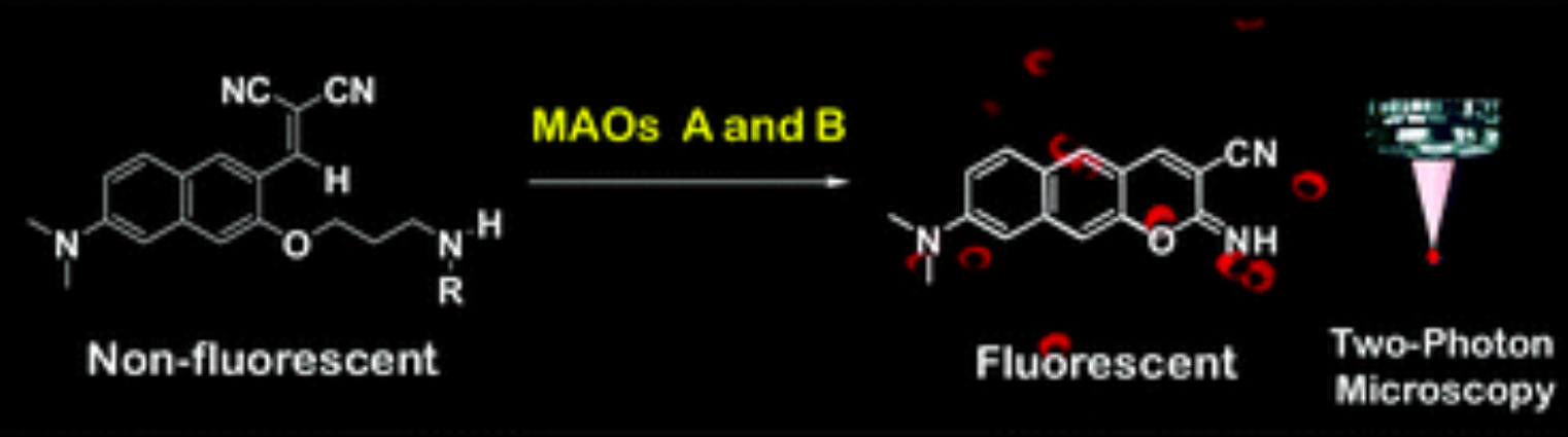 Two-Photon Probe – Ahn Lab, POSTECH