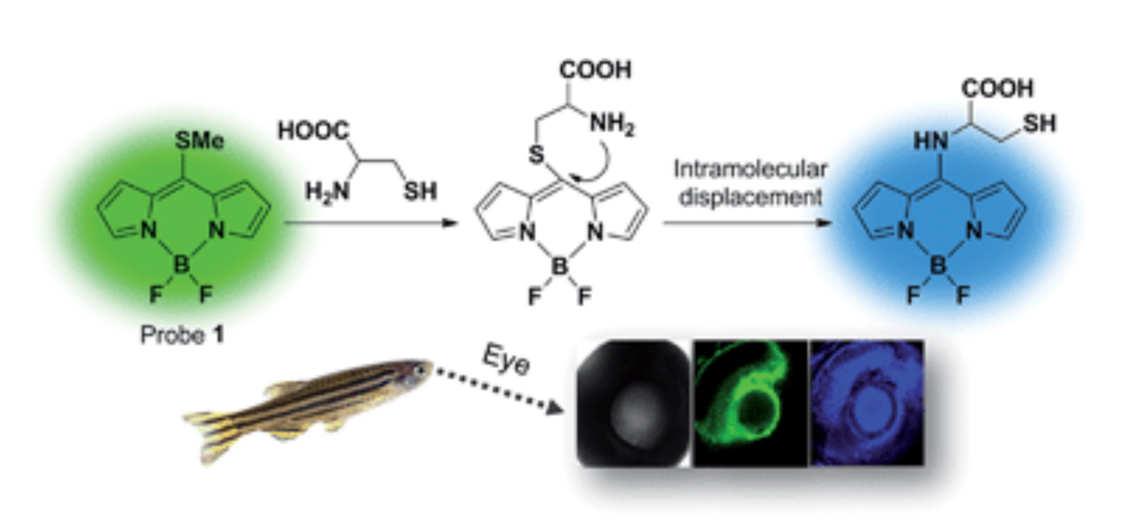 Molecular Probe – Ahn Lab, POSTECH